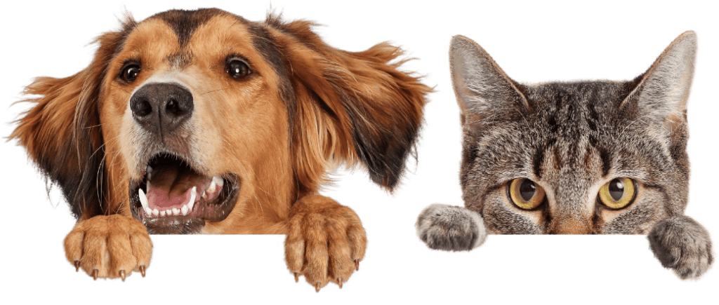 Teek bij honden? | Alles over symptomen en bestrijding