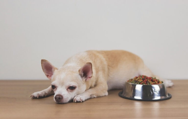 Teek bij honden? | Alles over symptomen en bestrijding