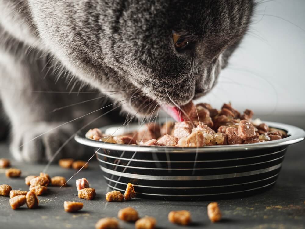 Heeft jouw kat last van gevoelige darmen? | Ontdek tips