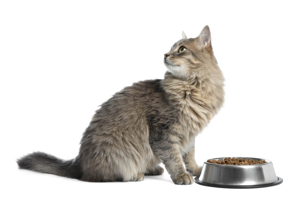 Eet jouw kat niet door stress? | Zo help je je kat snel