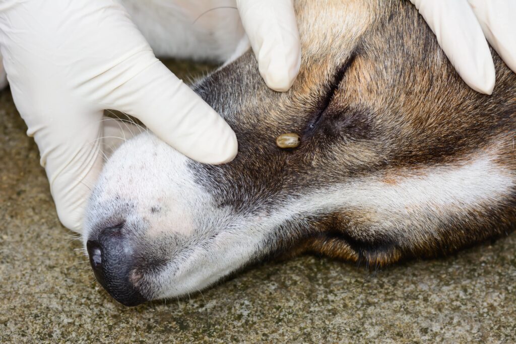 Teek verwijderen bij hond? | Zo doe je dat veilig zelf!